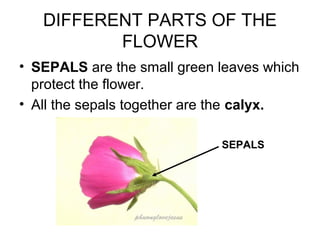 Flowering plants | PPT