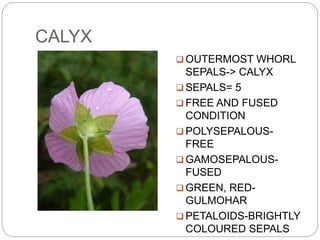 Flowering plants | PPTX