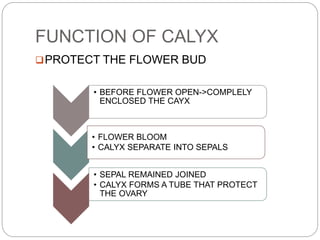 Flowering plants | PPTX
