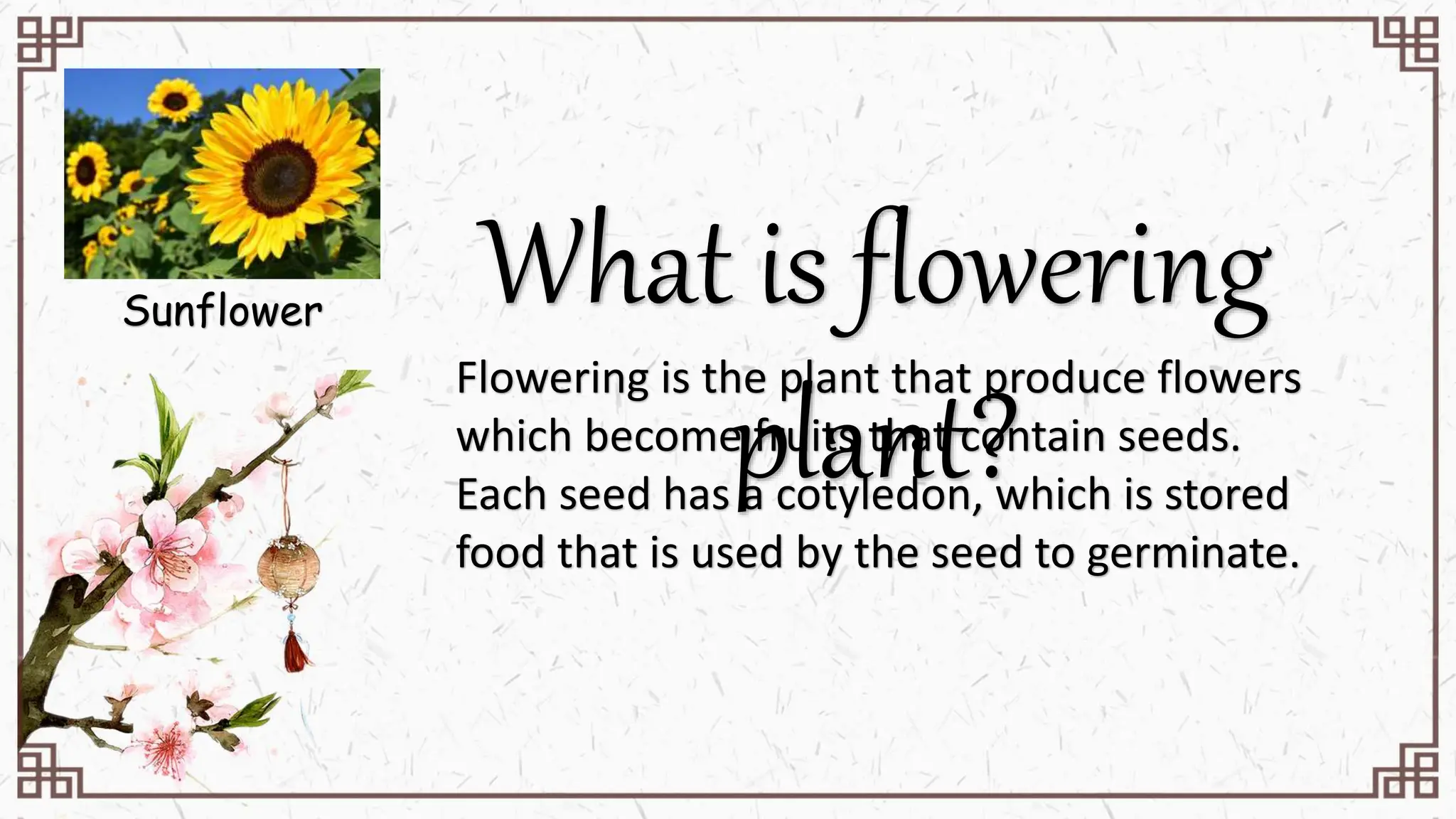 Flowering Plants.pptx