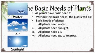 Flowering Plants.pptx