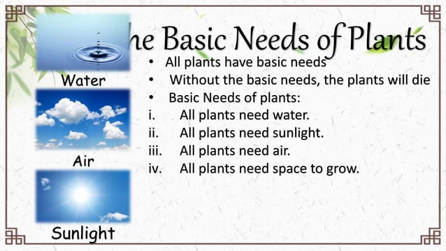 Flowering Plants.pptx