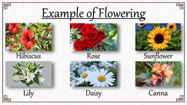 Flowering Plants.pptx
