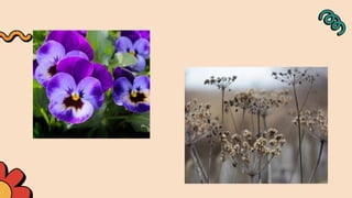 Flowering Plants SCIENCE GRADE 5 class unit1 | PPTX