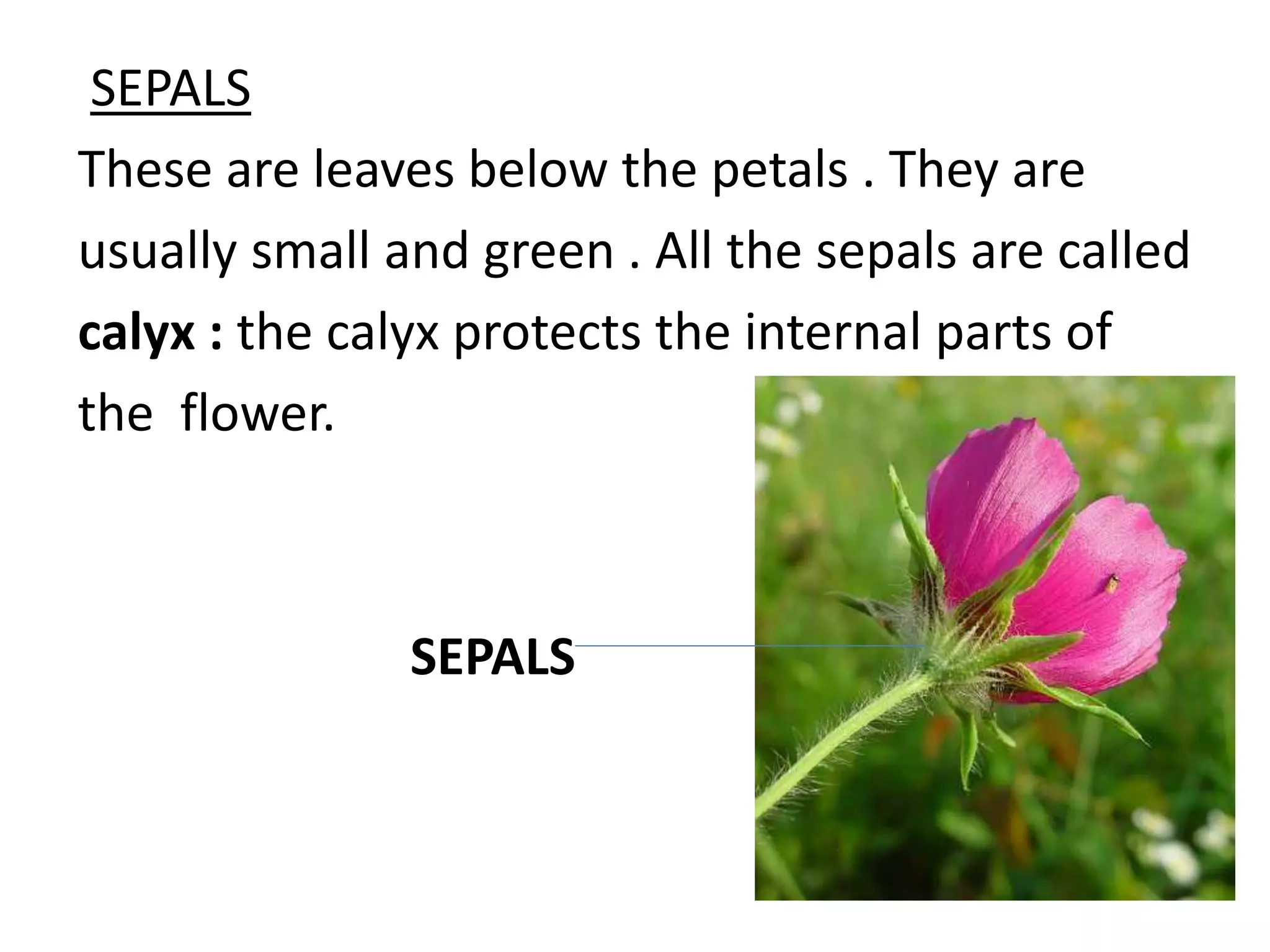 Flowering plants (1) | PPTX