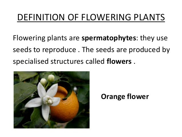 flowering plants definition Definition angiosperms angiosperm flowering plants definition Definition angiosperms angiosperm
