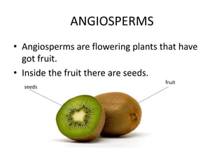 Flowering plants and | PPT