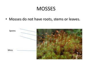 Flowering plants and | PPT