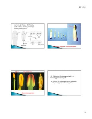 Flowering plants bio20.ppt