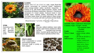 Flowering plants of kerala (deepak t c, 1100100196) | PPTX