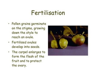 Floweringplants reproduction pp | PPT | Gardening | Home & Garden