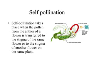 Floweringplants reproduction pp | PPT | Gardening | Home & Garden
