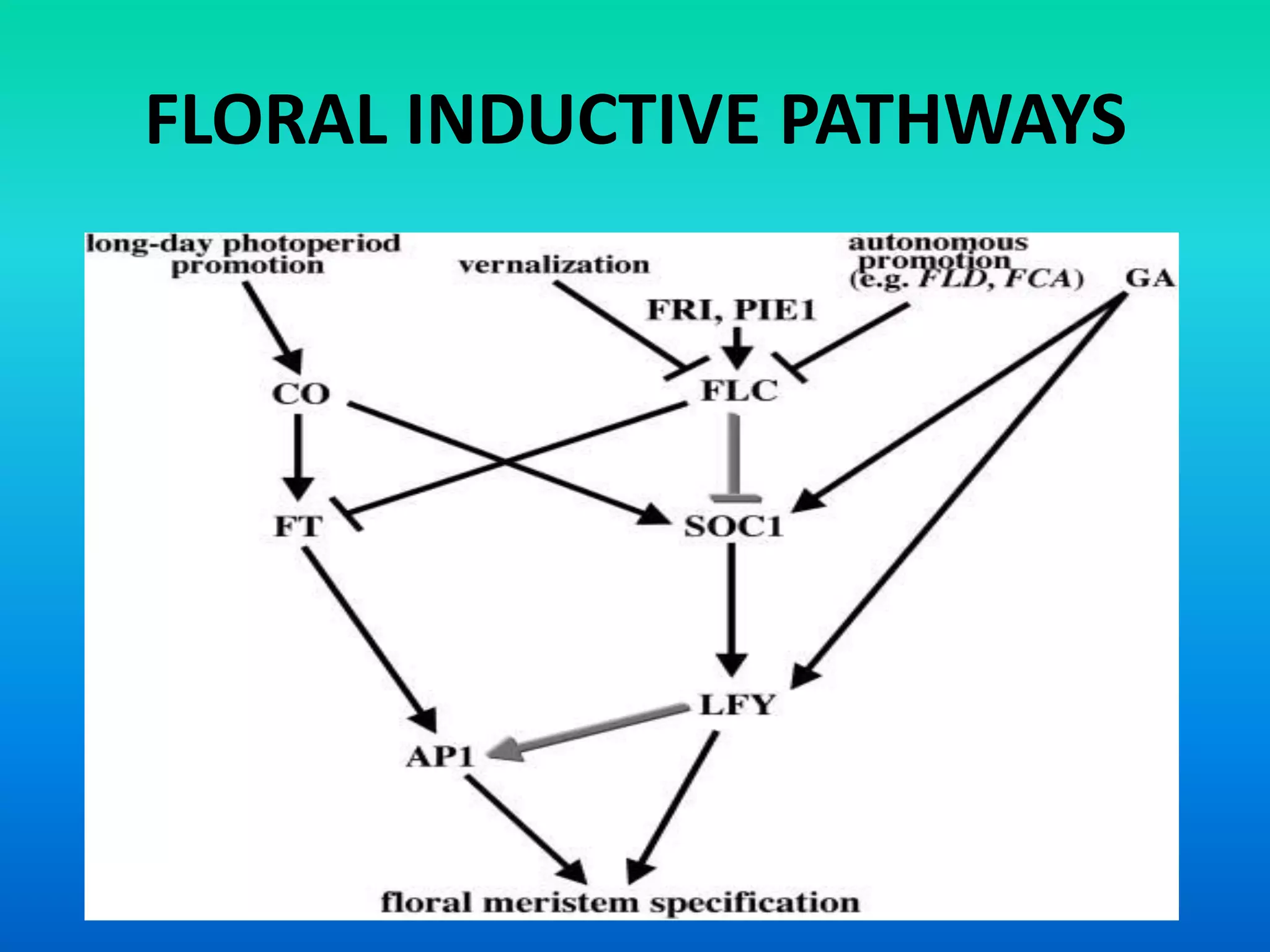 Flowering process | PDF