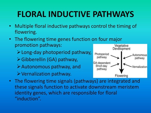 Flowering process | PDF | Gardening | Home & Garden