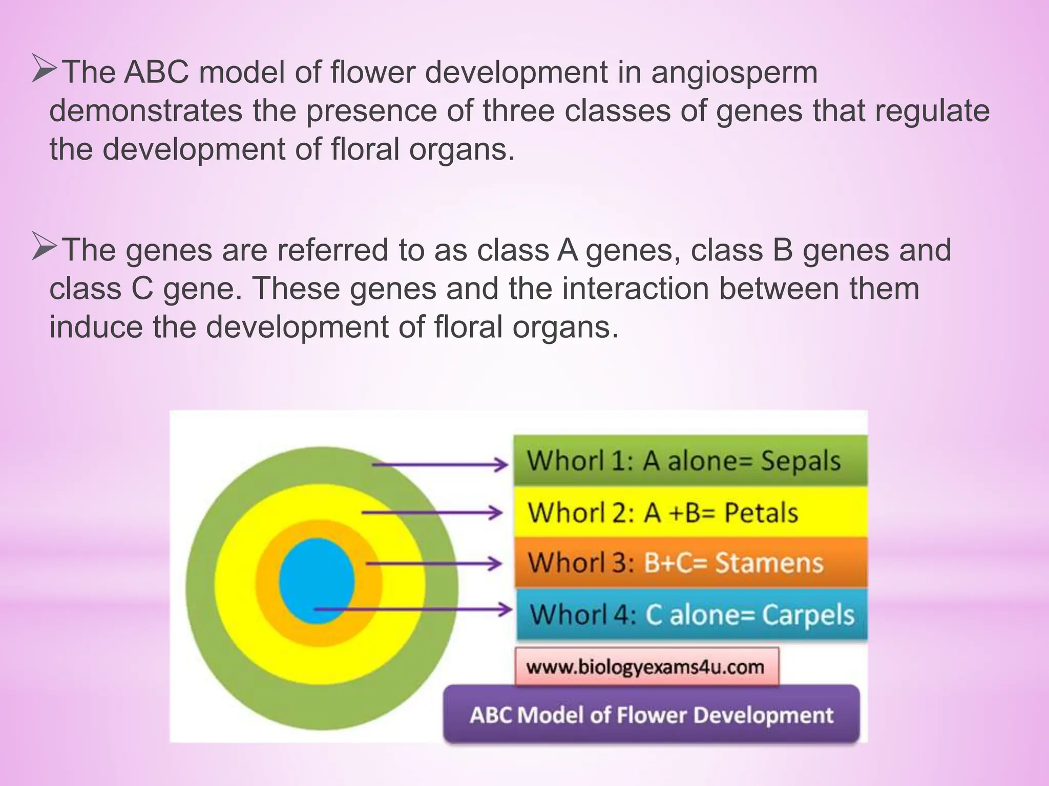 FLOWERING PROCESS- A TRANSITION FROM VEGETATIVE TO REPRODUCTIVE ORGAN.pptx