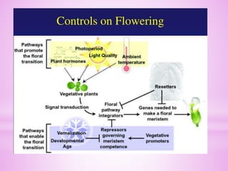 FLOWERING PROCESS- A TRANSITION FROM VEGETATIVE TO REPRODUCTIVE ORGAN ...