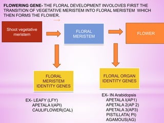 FLOWERING PROCESS- A TRANSITION FROM VEGETATIVE TO REPRODUCTIVE ORGAN.pptx