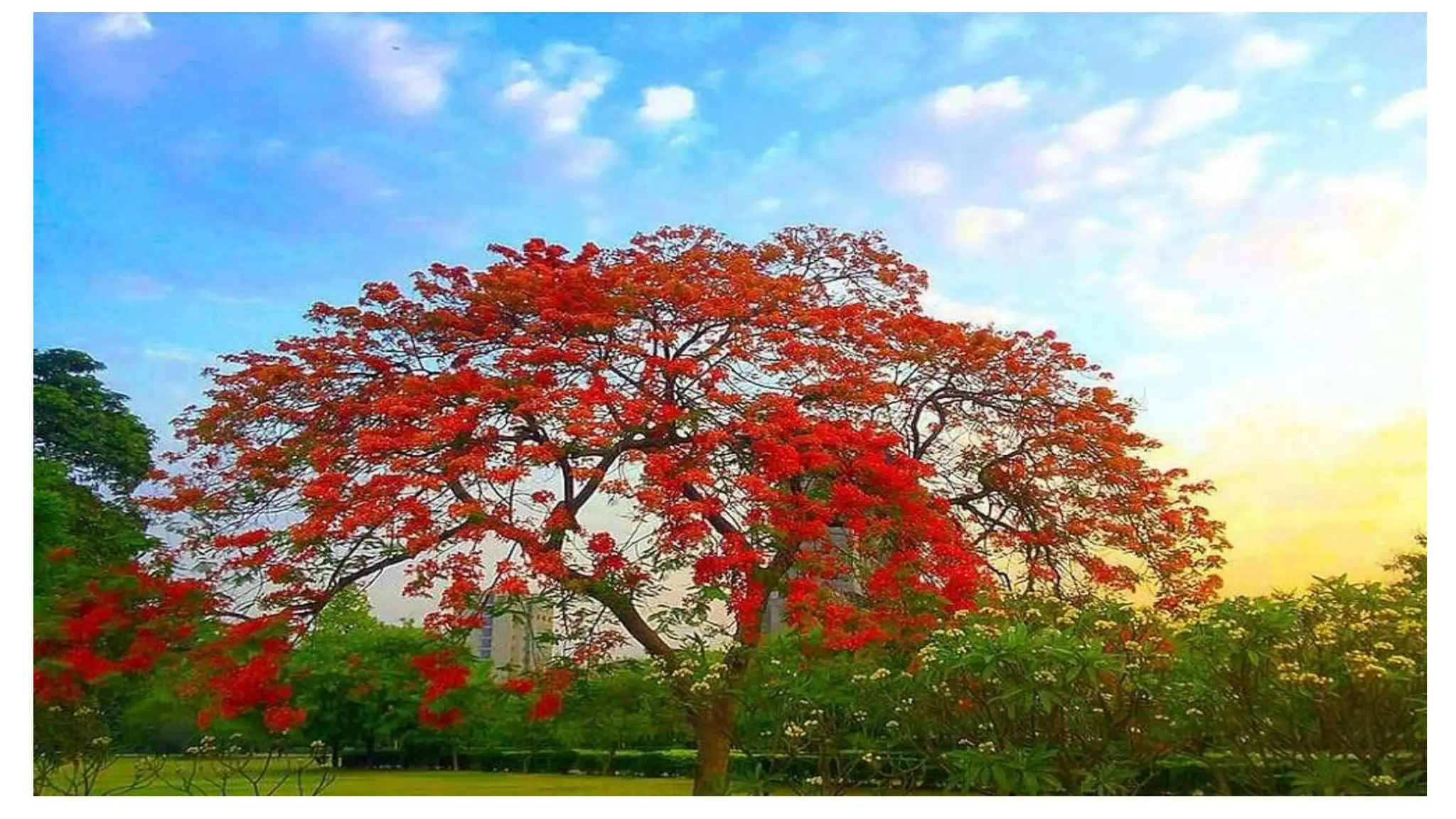 FLOWERING SHADE TREE.CHAMPA,GULMOHAR ,AMALTASH PLANTS | PPTX