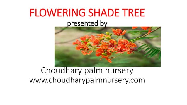 FLOWERING SHADE TREE.CHAMPA,GULMOHAR ,AMALTASH PLANTS | PPT