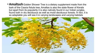 FLOWERING SHADE TREE.CHAMPA,GULMOHAR ,AMALTASH PLANTS | PPT