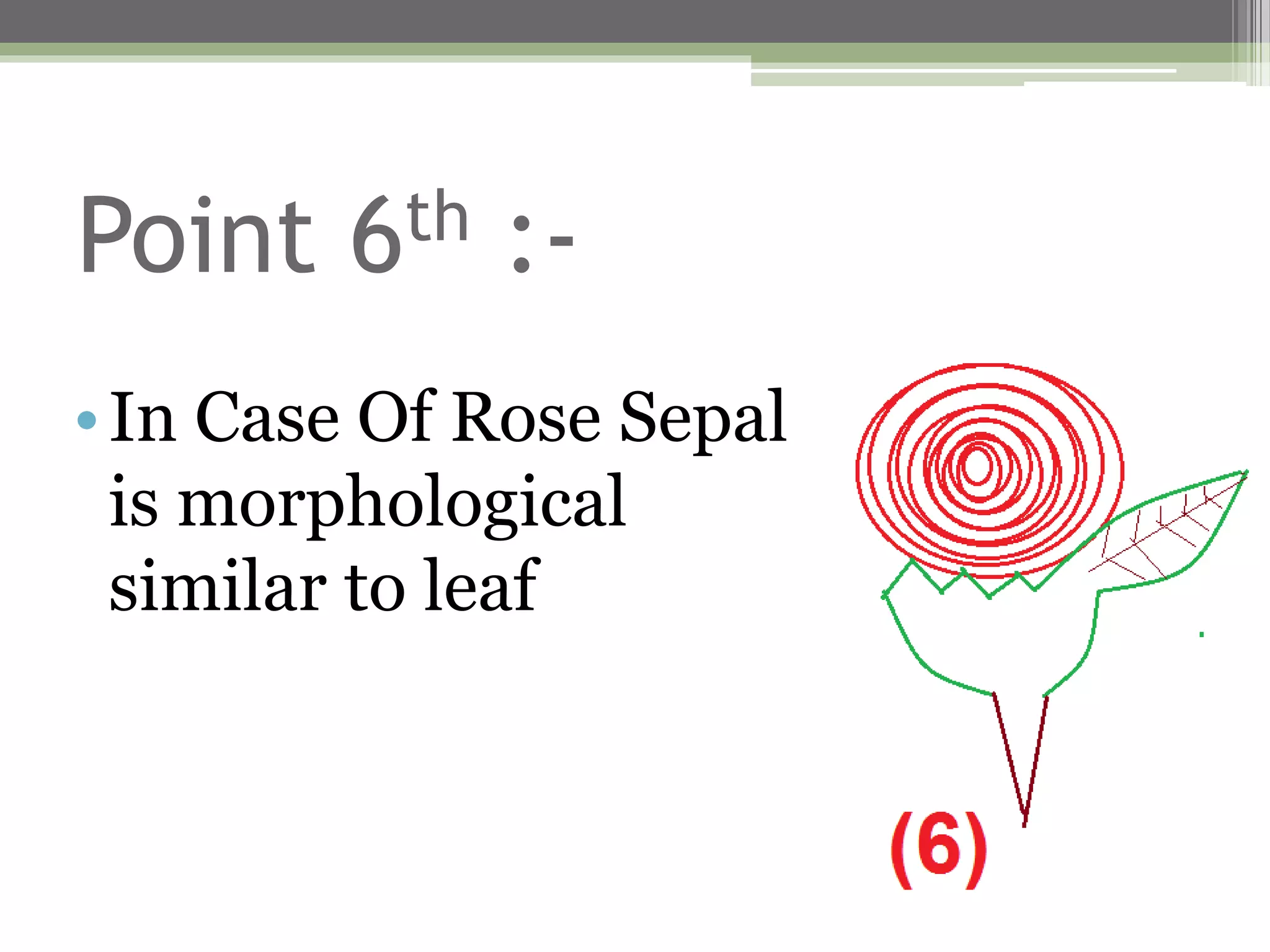 Flower is modified Shoot | PPTX