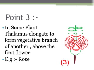 Flower is modified Shoot | PPTX