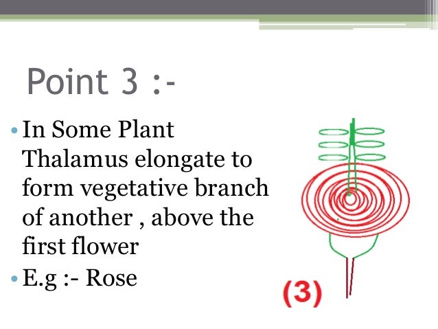 Flower is modified Shoot
