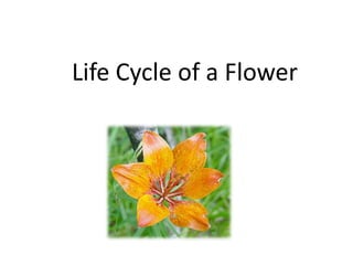 Flower life cycle | PPTX