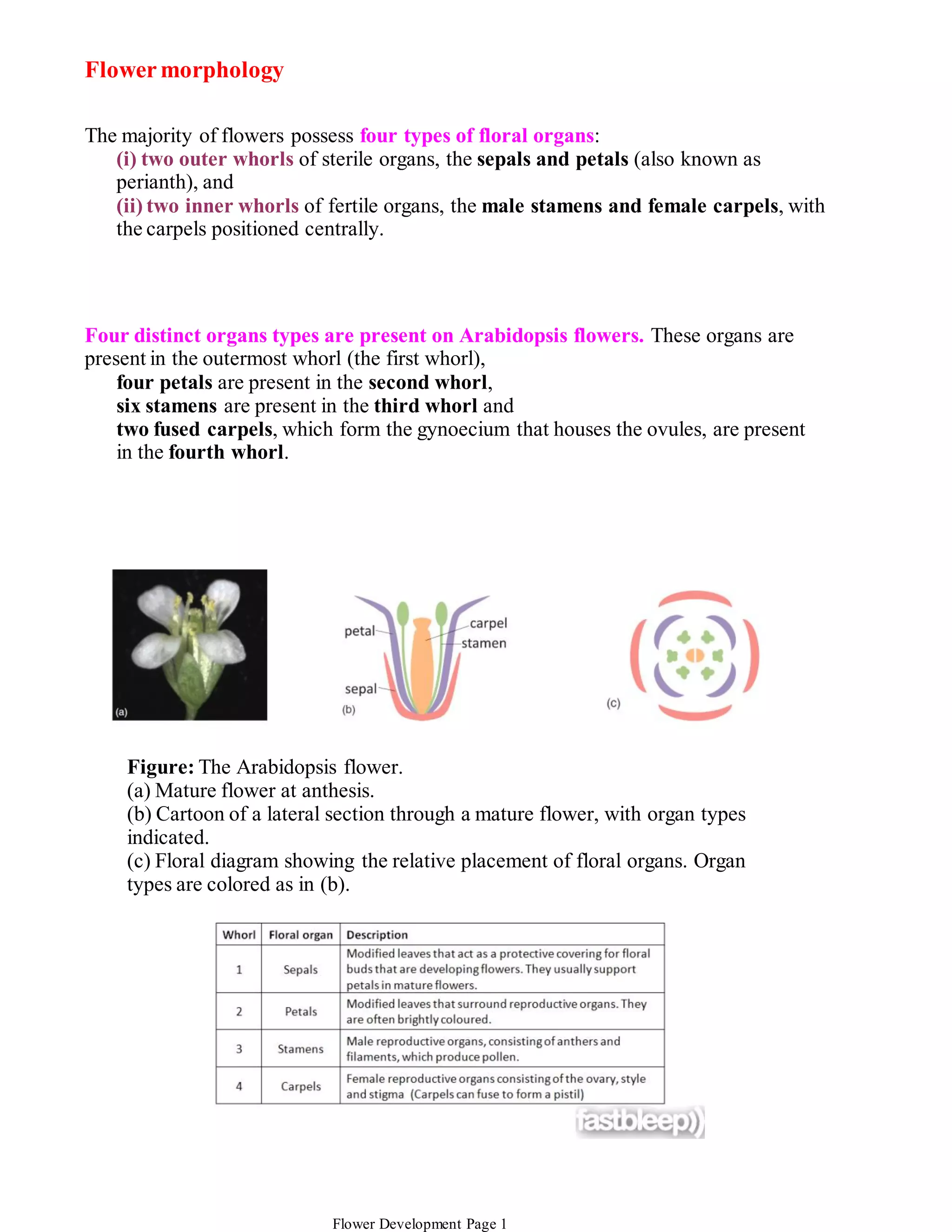 Flower morphology and molecular mechanism of flower development | PDF