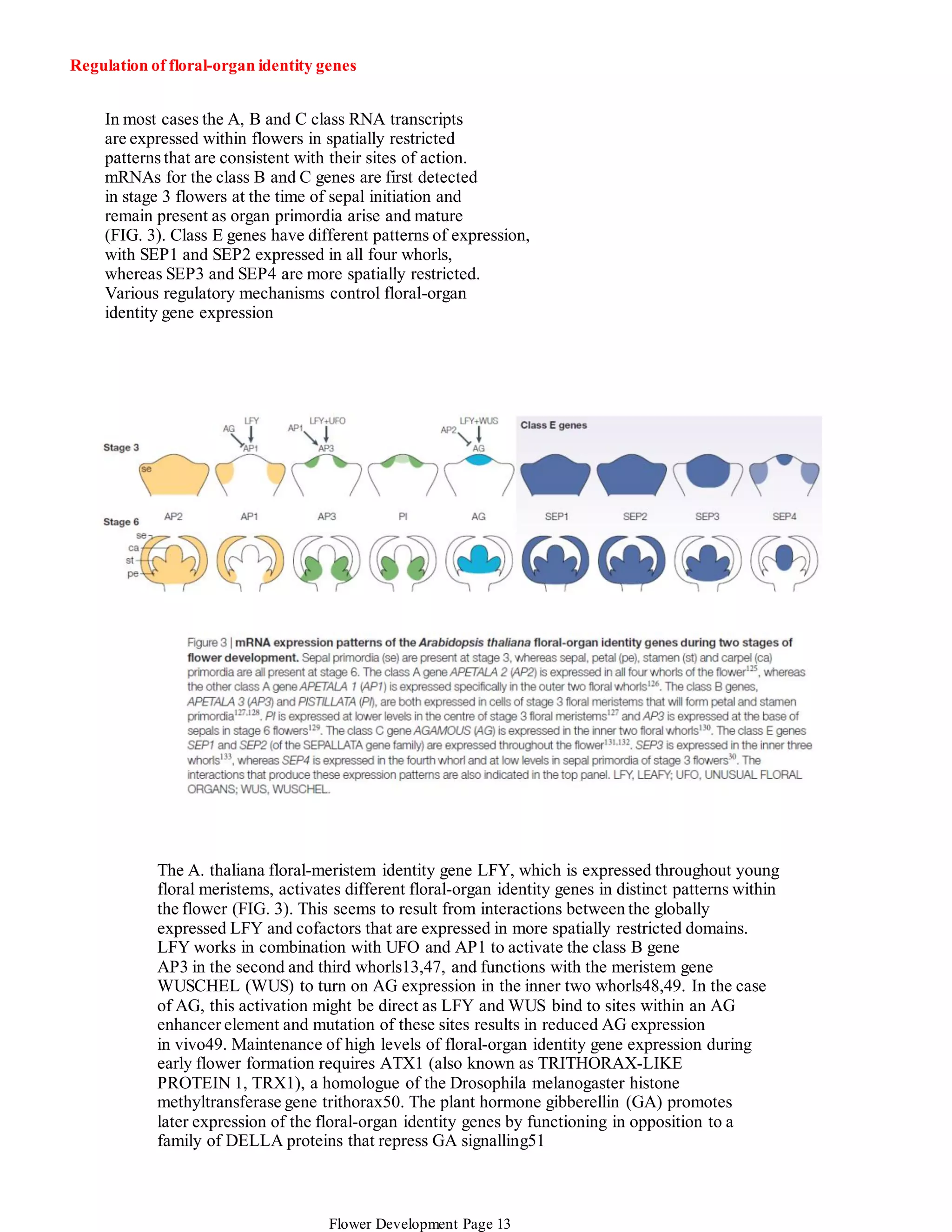Flower morphology and molecular mechanism of flower development | PDF