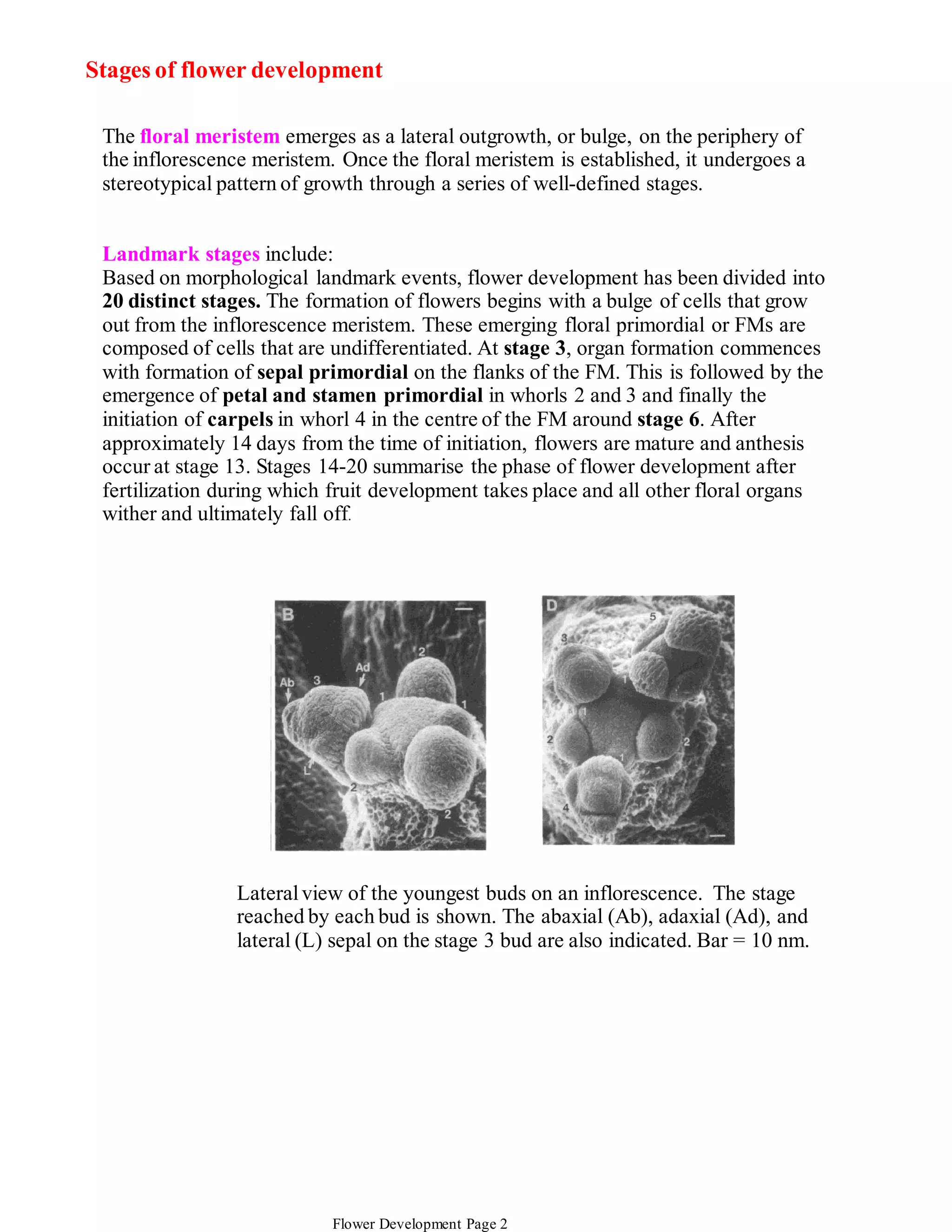 Flower morphology and molecular mechanism of flower development | PDF