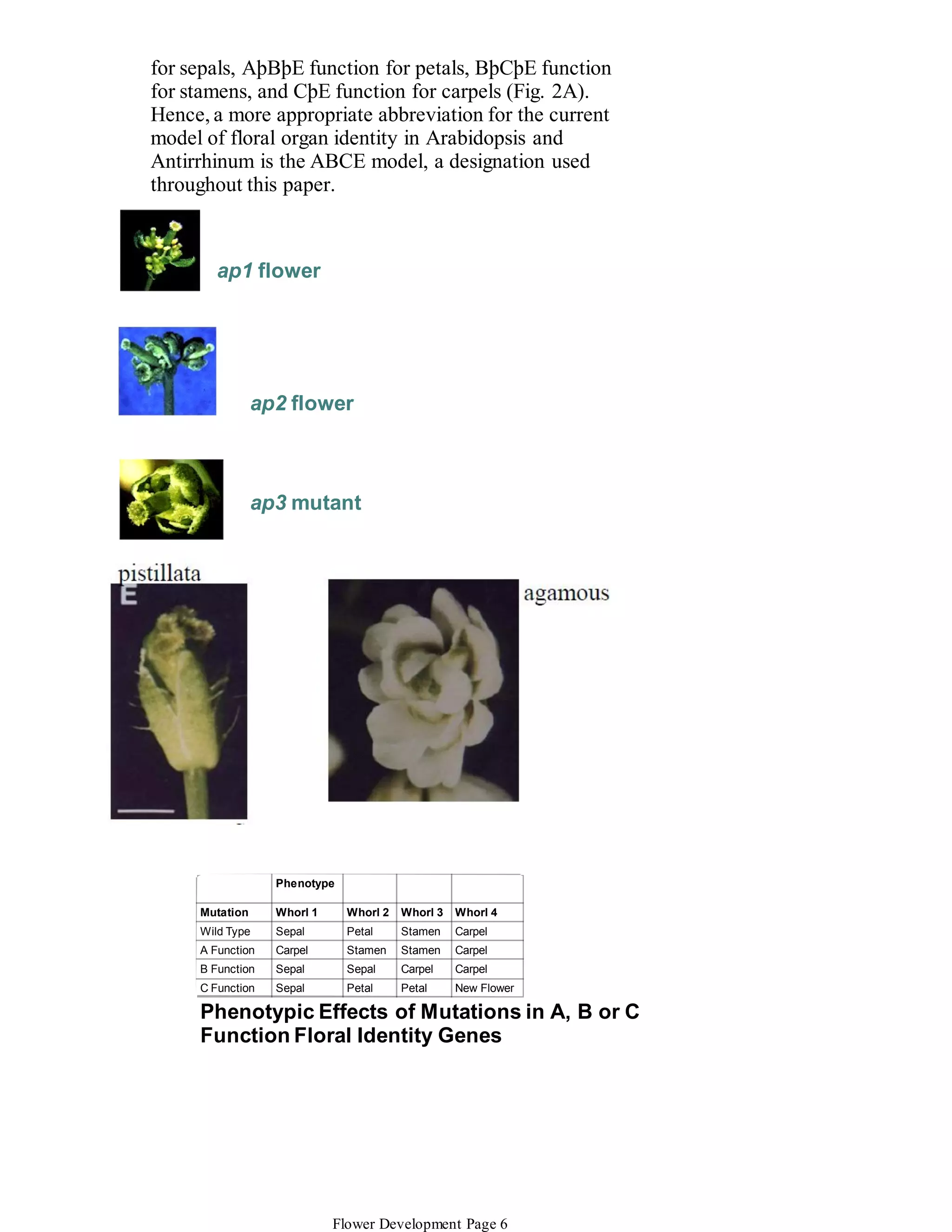Flower morphology and molecular mechanism of flower development | PDF