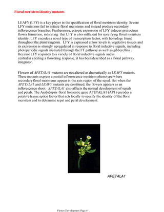 Flower morphology and molecular mechanism of flower development | PDF
