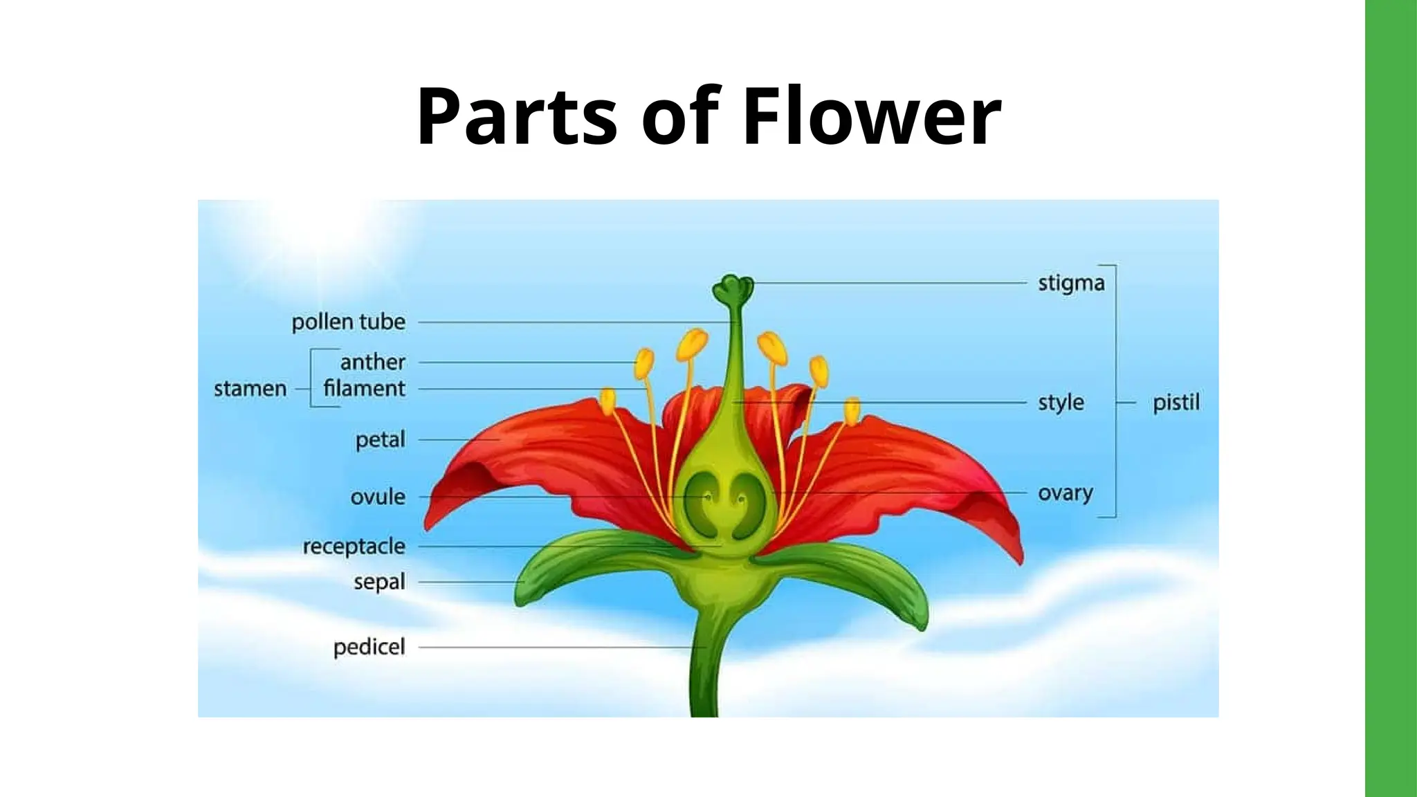 FLOWER MORPHOLOGY of different flowers Crop Botany | PPT