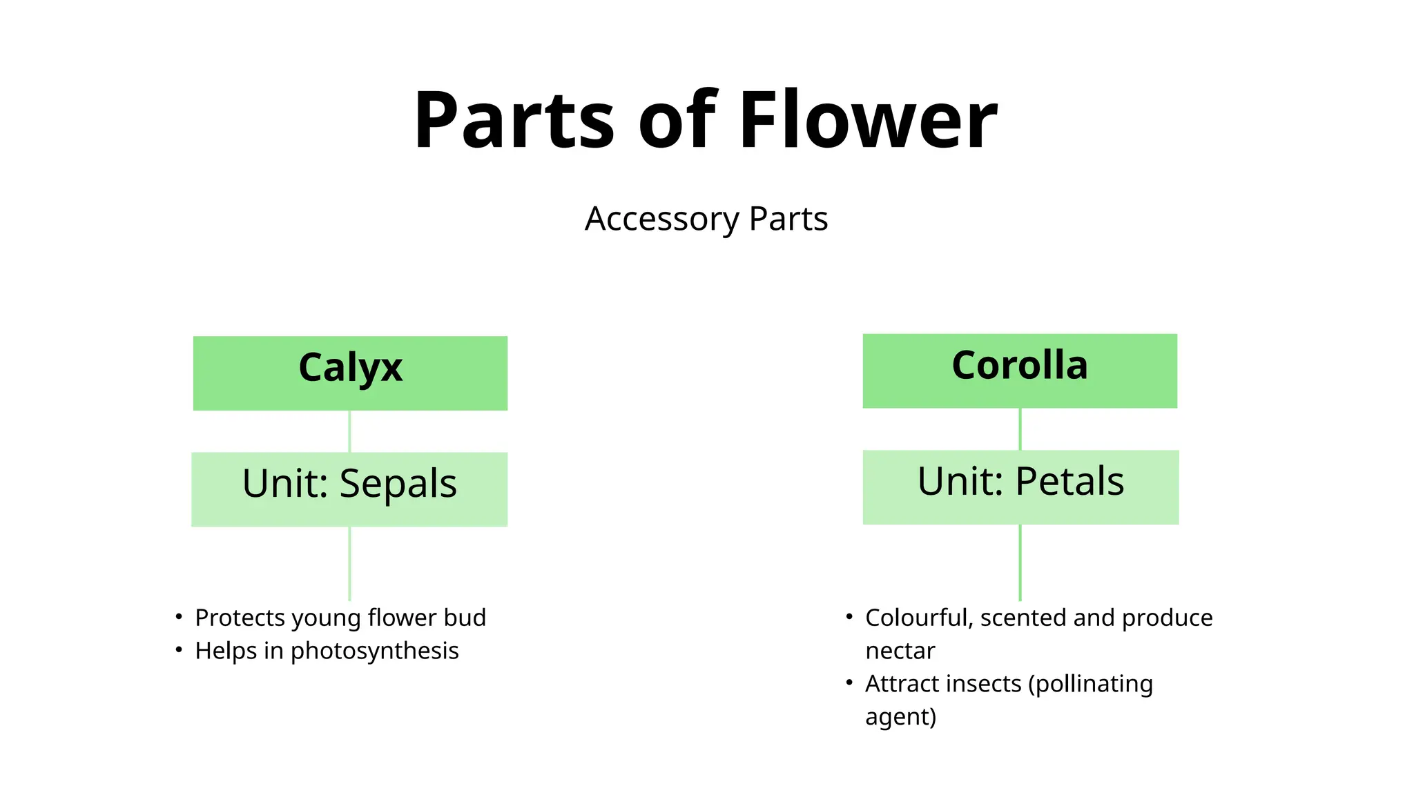FLOWER MORPHOLOGY of different flowers Crop Botany | PPT