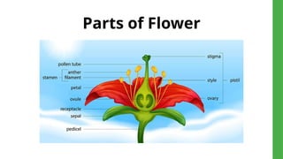 FLOWER MORPHOLOGY of different flowers Crop Botany | PPTX