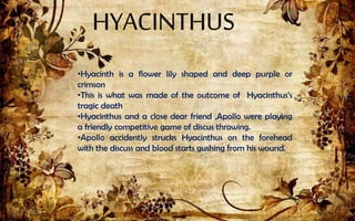 Greek Flower Myths | PPTX