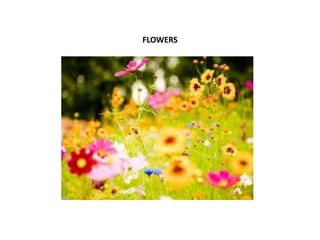 Flowers | PPTX