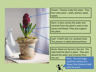 Flower parts | PPT