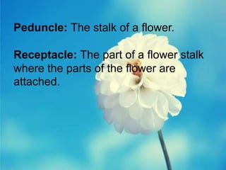 Parts of a Flower | PPTX