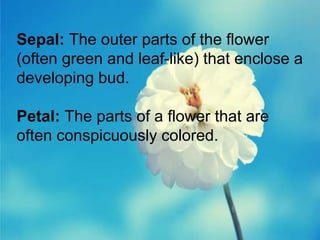 Parts of a Flower | PPTX