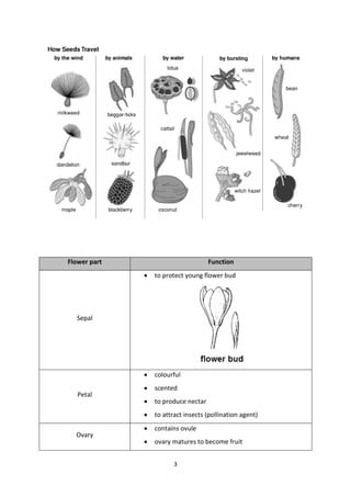 Flower parts and its functions | PDF