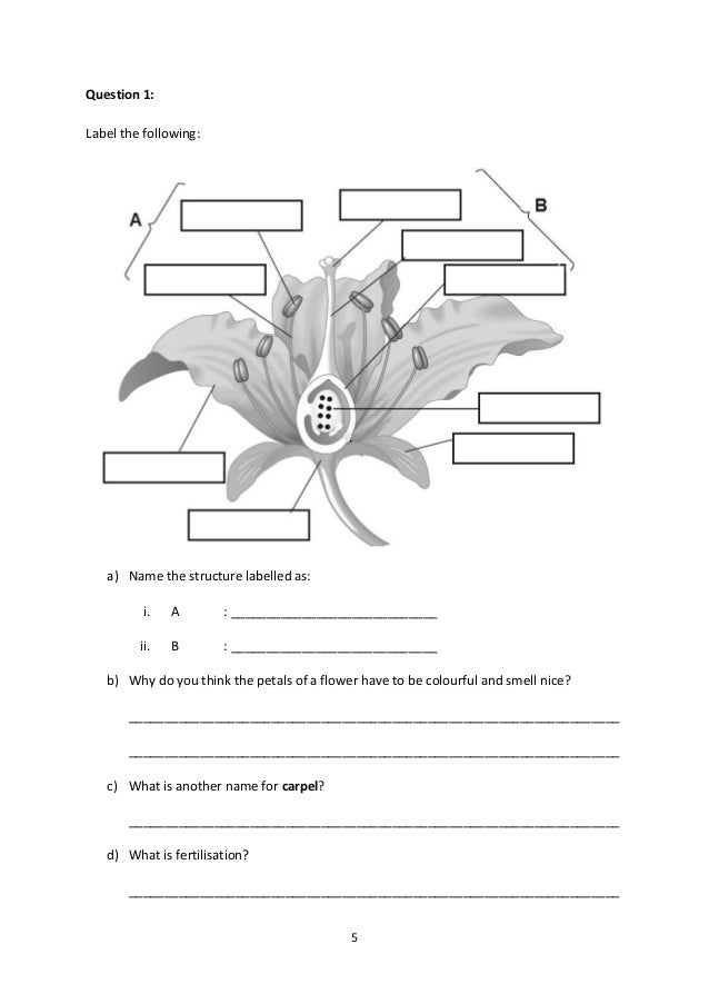 Flower Parts And Functions Worksheet Best Flower Site Flower Parts And Functions Worksheet Best Flower Site