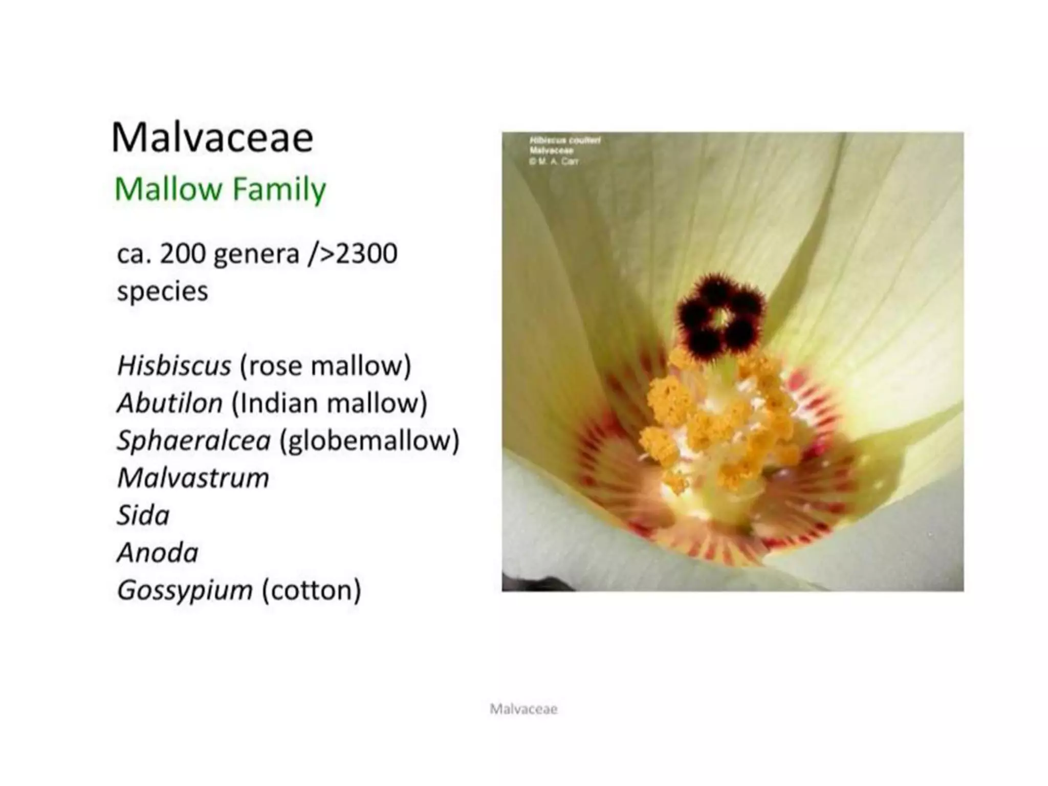 Family - Malvaceae-Flowerppt 1 | PPTX