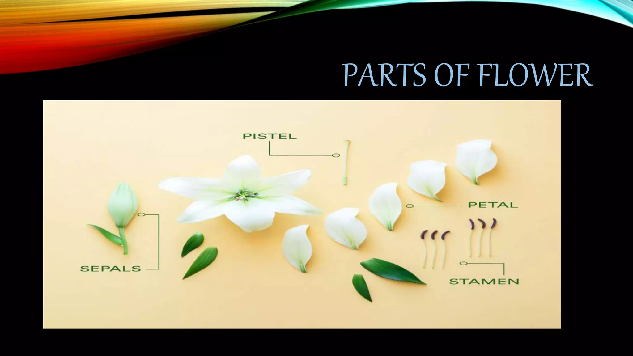 Flower ppt | PPTX