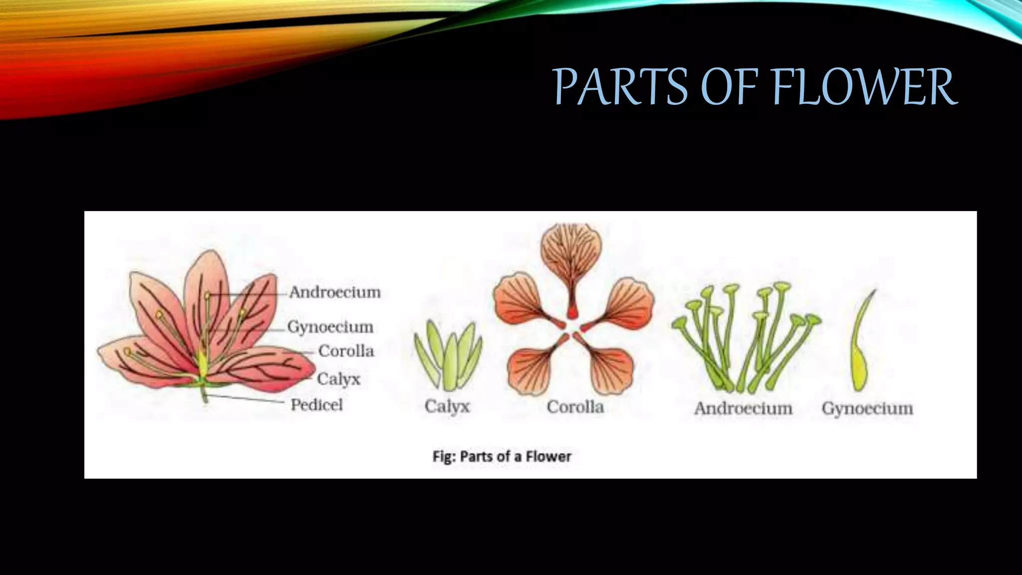 Flower ppt | PPTX
