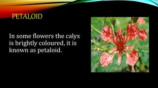 Flower ppt | PPTX