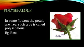 Flower ppt | PPTX