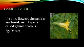 Flower ppt | PPTX