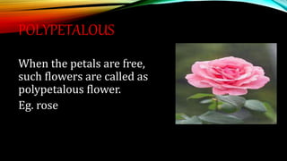 Flower ppt | PPTX